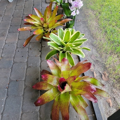 Bromeliad Neoregelia 'supernova' - Etsy