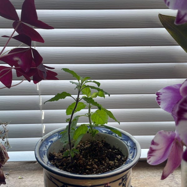 Hibiscus Brilliant Red, Asian Red Hibiscus, Jaswanti, Gudhal, Hibiscus ...