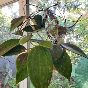 Hoya Chicken Farm in 4.5”pot - Rare Hoya - Wax Plant - Attractive ...
