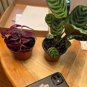 Calathea Burle Marx in a 3 Pot Maranta Amabilis Burle Marxii Starter ...