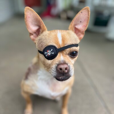 Custom Eye Patch for Dogs or Cats 100 % Cotton/ No Felt - Etsy