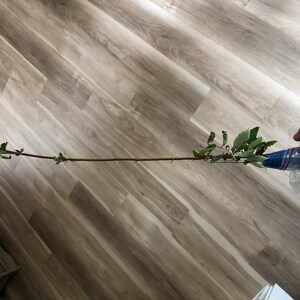 Sycamore Tree Sapling, Sycamore Tree, Sycamore Plant, Live Plant ...