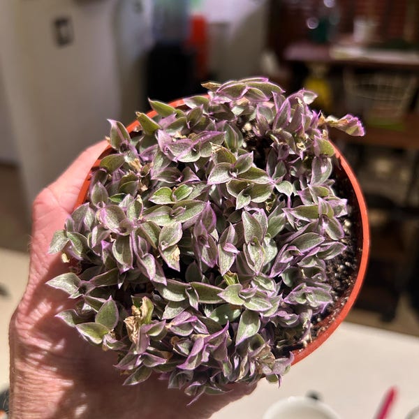 Limited Offer: 4'' Pink Panther 50% Off, Callisia Repens, Pink ...