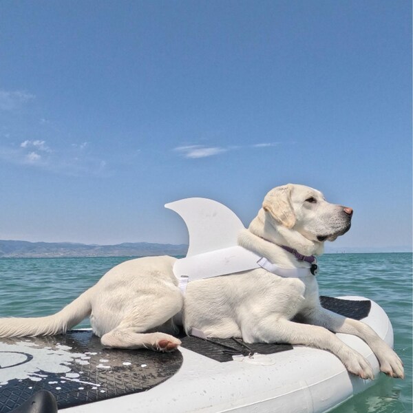 ORCA Fin for Your Large Dog. Killer Whale Fin for Your Large Dog - Etsy