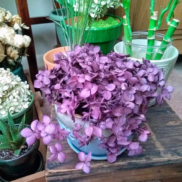 Orange Preserved German Statice, Limonium Dried Flower, Crystal Flowers ...