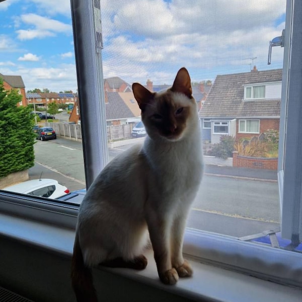 Custom Flat Cats Window Screens - Mesh Window Protection for Cats - Etsy