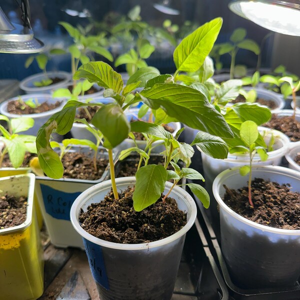 Color Blaze Red Coleus Scutellarioides Seeds: Ignite Your Garden With ...