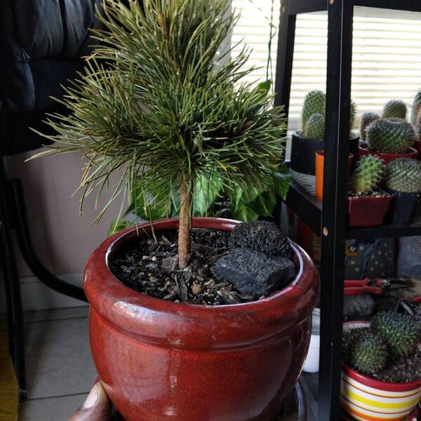 Bristlecone Pine. Pinus Aristata. Natural Dwarf. Young Tree Ready for ...