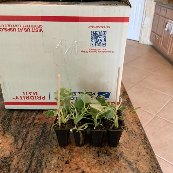 Dragon Wing Begonia RED (8) Live Plant Plugs~ - Etsy