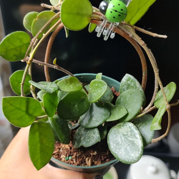 Hoya Mathilde Splash | Live Indoor & Outdoor Tropical House Plant ...