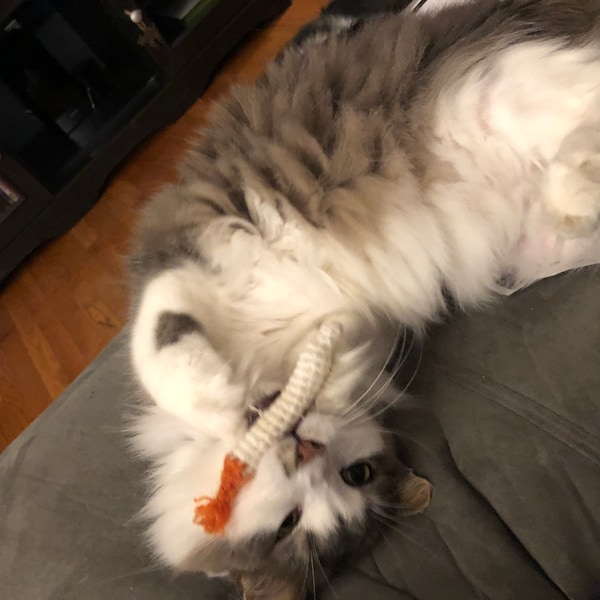 Catnip Joints/cat Toy/catnip/cat Toys/pot/marijuana/weed/toy - Etsy