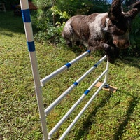 Dog Agility Equipment Weave Pole Guide Wires for 12 Weave - Etsy Australia