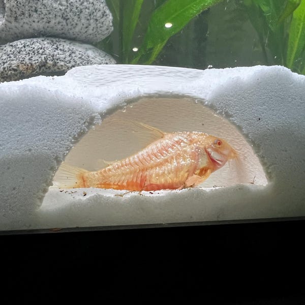 Natural Rock Corner Cave Hide Tunnel Create an Adventure Zone for Your ...