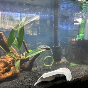 Swiss Dome Fish Tank Functional Art - Etsy