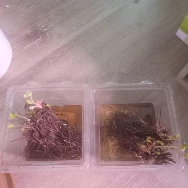 Viburnum × Burkwoodii 'mohawk' - Burkwood Viburnum - Live Plant - 4 ...