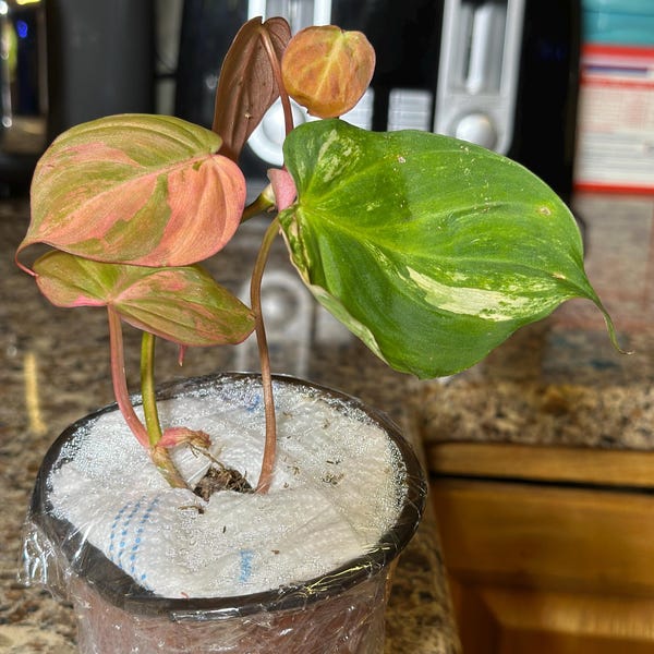 Rare Philodendron Pink Variegated Micans | Aurea Micans in 4'' Pot ...
