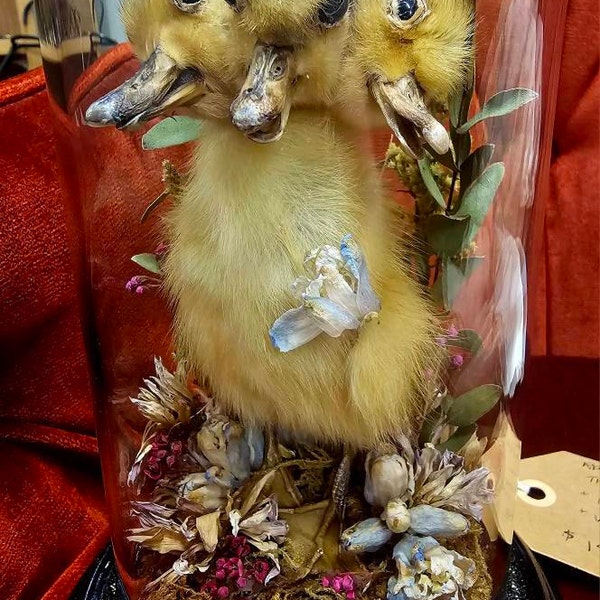 Get 1 Stuffed Baby Duck Taxidermy Ornaments Oddities Curiosities Home ...