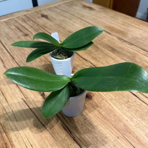 Phal. Sogo Vivien 'SOGO F858' variegata Blooming Size pot Size: 1,7 small - Etsy