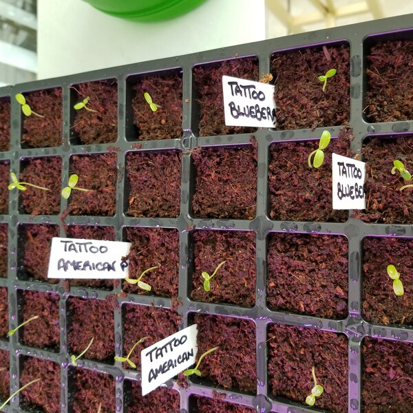 Vinca Tattoo Blueberry 25 Seeds Vinca Seeds - Etsy