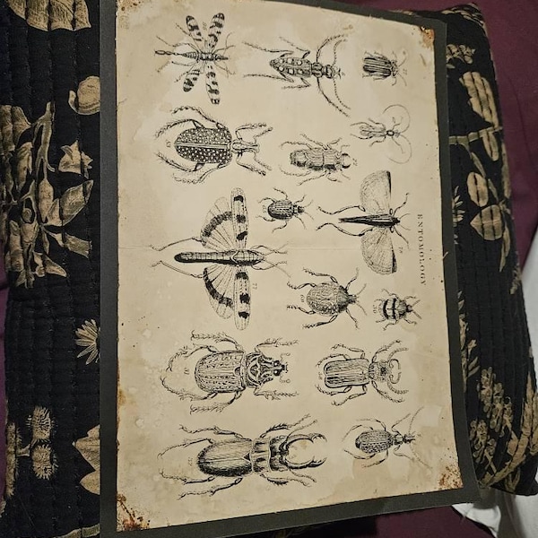 Victorian Entomology Illustration - Hand Aged Art Print A4 Size. - Etsy