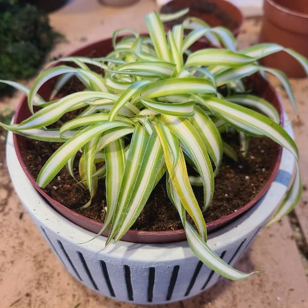 Sedum Dasyphyllum Major Blue Tears Sedum Live Succulent Plants 2 4 6 ...