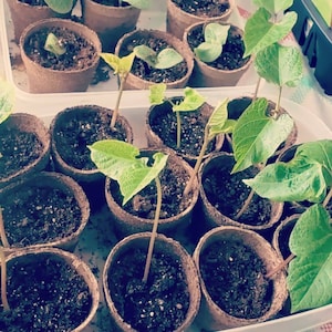 Organic Henna Mehandi Seedsdye Seeds Mignonetee - Etsy