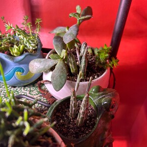 Crassula Picturata tiger Jade 4 - Etsy