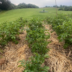 LORIENT SHALLOT Sets Non-gmo Bulbs, Garden Seed Shallots Traditional ...