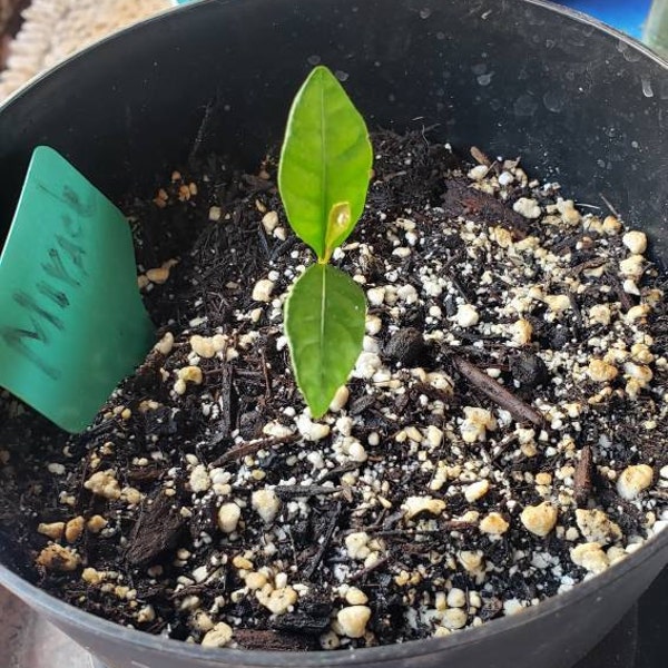 ONE Miracle Berry Fruit Seedling/synsepalum Dulcificum/live 3" Seedling ...