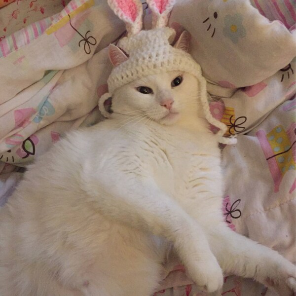 Bunny Ears for Cats, Easter Bunny Costume for Cats, Easter Rabbit Ears ...