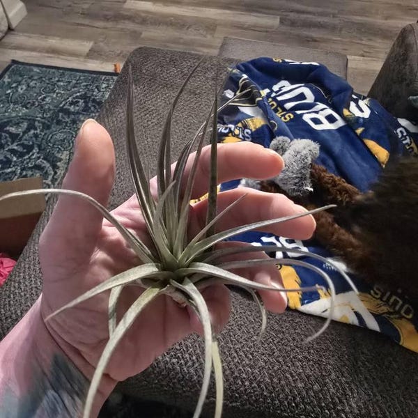 Tillandsia Aeranthos Air Plant - Carnation of the Air - 30 Day ...
