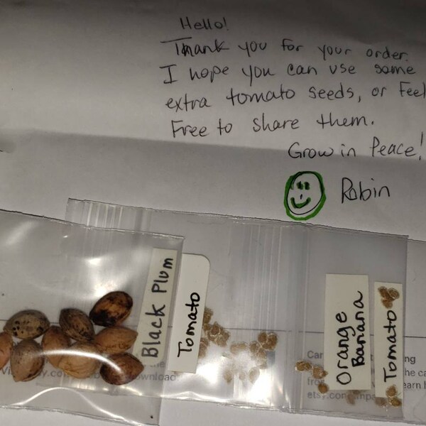 Grancy Greybeard, White Fringe Tree, Chionanthus Virginicus 13+ Seeds ...