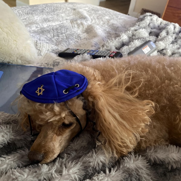 Handmade Hanukkah Pet Hat With Star – Dog Kippah Yarmulke - Etsy