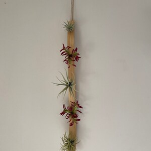 Wall Mount Diamond Planter With Saucer Geometric Wall | Etsy