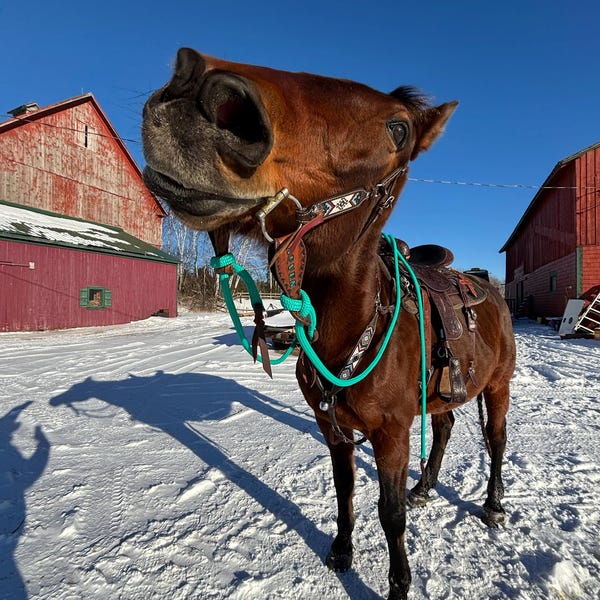 Bit Hobble, Curb Strap, Chinstrap, Horse Tack, Paracord Horse Tack ...