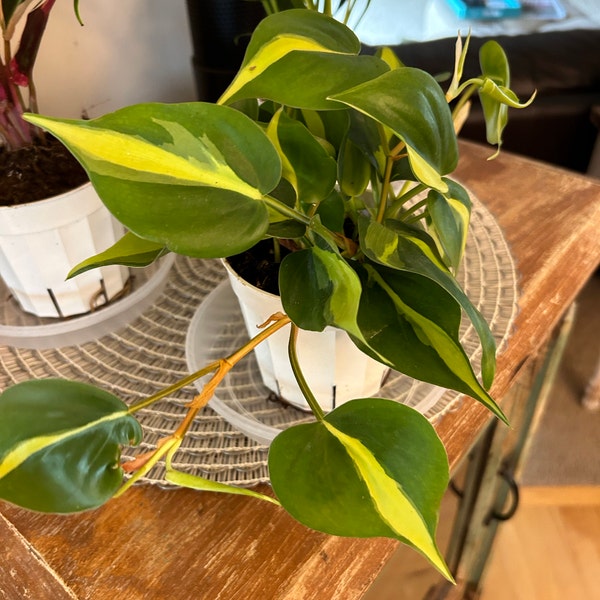 Red Maranta, Prayer Plant, 4inch Pot, Hopewind Plants Shop - Etsy