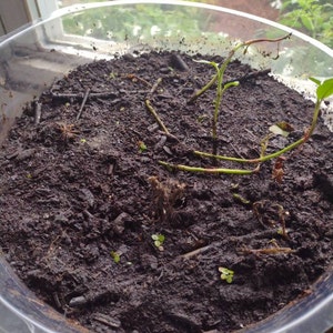 Carex Lurida Shallow Sedge Bareroot Wetland Restoration Live Plant ...