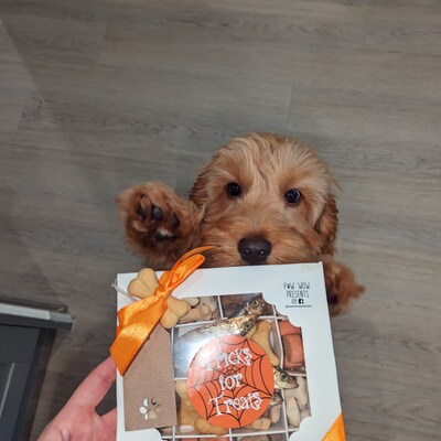 Valentines Dog Treat Box Personalised Dog Valentines Day Gift Dog ...