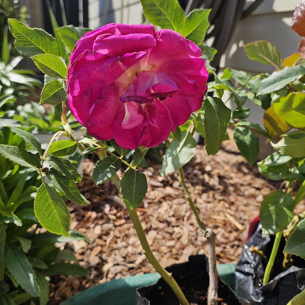 Chinese Julie. Climbing Rose Hanxian 涵仙，cut Rose. Highly Recommended ...