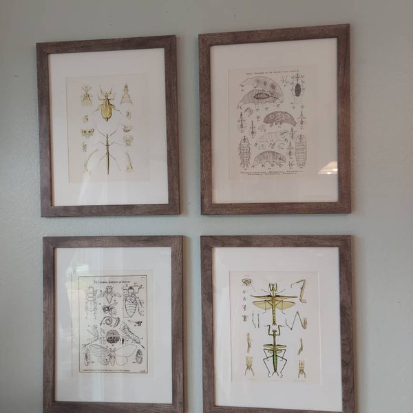 Tardigrade (water Bear) Anatomy Specimens PLATE 3 - SC-20-24 - Fine Art ...