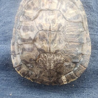 Red Eared Slider Turtle Shells 3 4 Inch CHOOSE Your QUANTITY TU22 - Etsy
