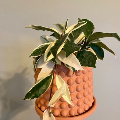 Modern Bubble Planter Pot With Drainage and Saucer Unique - Etsy