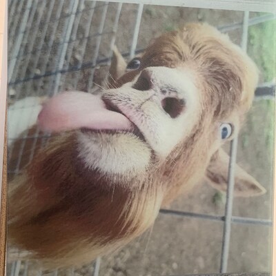 Goat Glass Cutting Board, Kitchen Decor, Housewarming Gift, Farmhouse ...