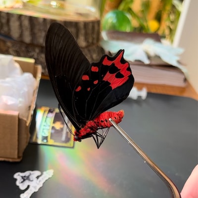 Real Vampire Butterfly Atrophaneura Semperi for Collection - Etsy