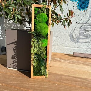Moss Picture Ball Moss Solid Wood Frame Oiled Oak Moss - Etsy