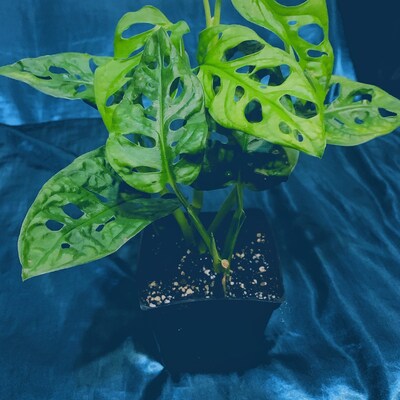 Monstera Adasoni Plant - Etsy