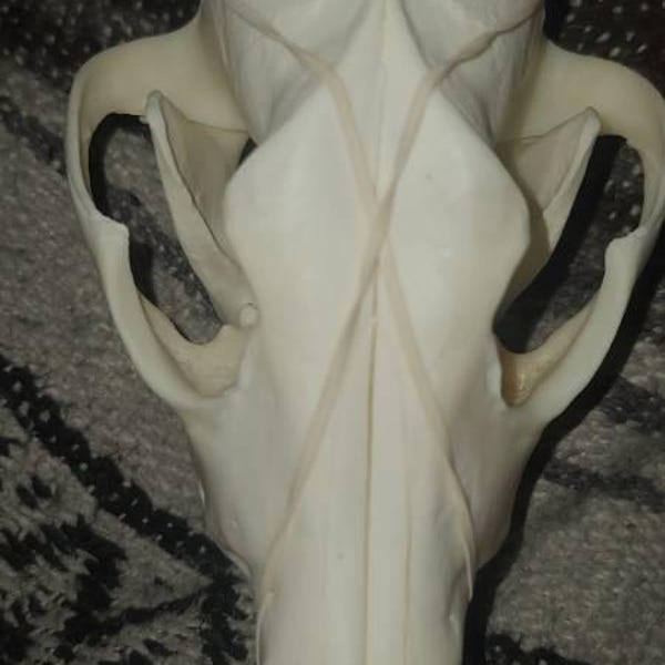 10 Deer First Phalanx Proximal Phalanx Bones Phalanges Knuckle Bones - Etsy