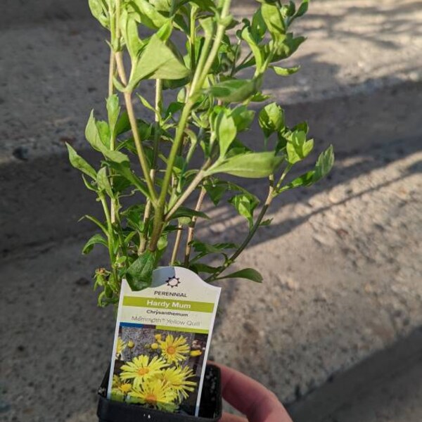 Hosta ST ELMO'S FIRE Medium Yellow White Shade Perennial = 1 Potted ...