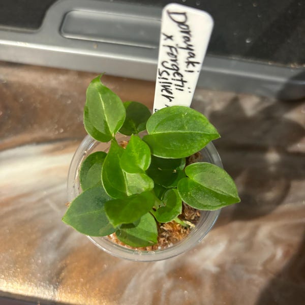 Hoya Lacunosa Silver Mint Coin Lightly Rooted Actively Growing Silver ...