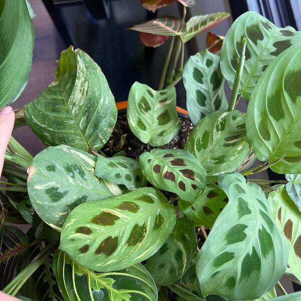 Maranta Variegated in a 4" Pot, Prayer Plant Maranta Leuconeura ...